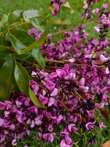 Andira nitida · iNaturalist