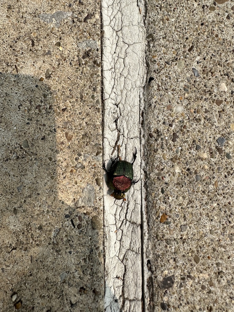 Rainbow Scarab from Vulcan Vilage, California, PA, US on August 1, 2023 ...