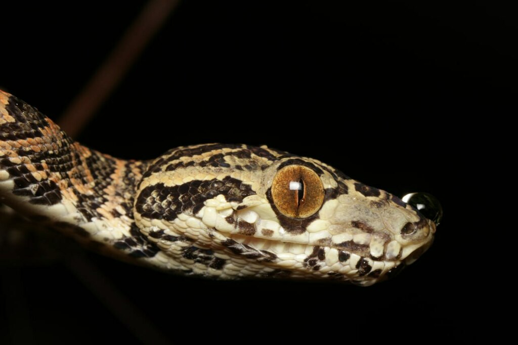 Cook's Tree Boa in March 2023 by Guillaume Tessereau · iNaturalist