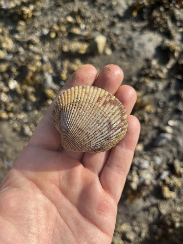 Nuttall's Cockle from Minstrel Island, Mount Waddington A, BC, CA on ...
