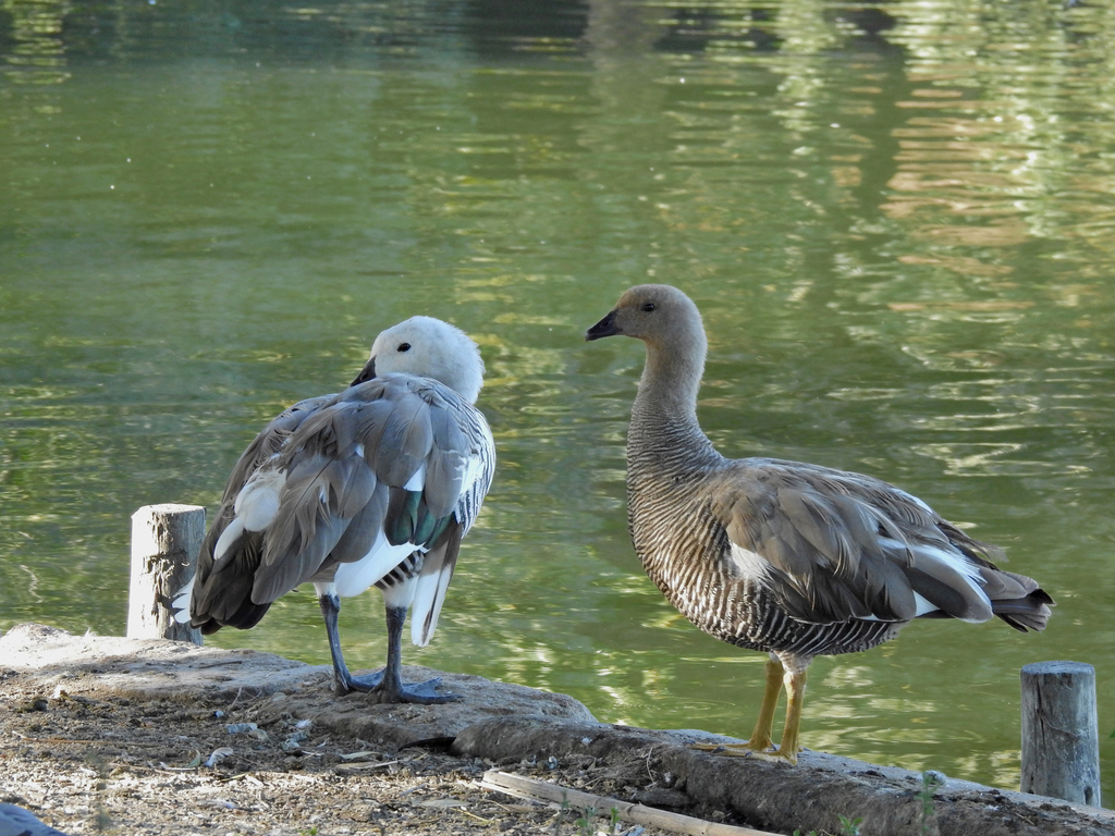 Upland Goose from Almada, Portugal on July 30, 2023 at 08:14 AM by ...