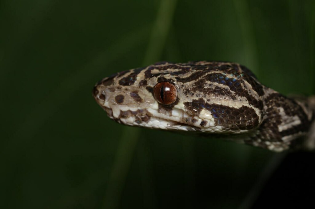 Cook's Tree Boa in March 2023 by Guillaume Tessereau · iNaturalist