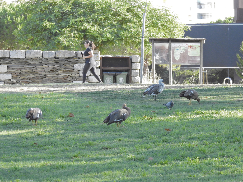 Upland Goose from Almada, Portugal on July 30, 2023 at 08:15 AM by ...