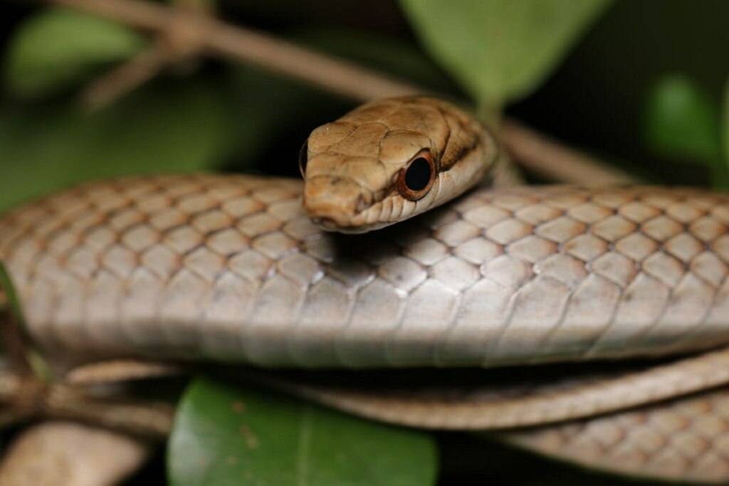 Barbour's Tropical Racer from Saint-Andrew, Saint-Vincent et les ...
