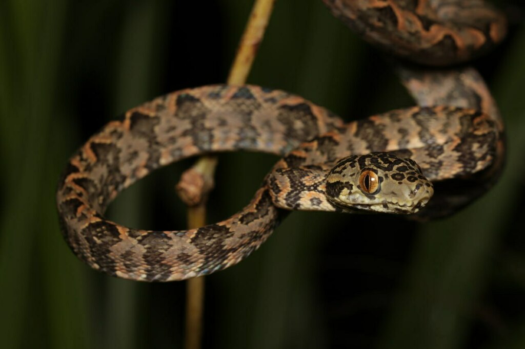 Cook's Tree Boa in March 2023 by Guillaume Tessereau · iNaturalist