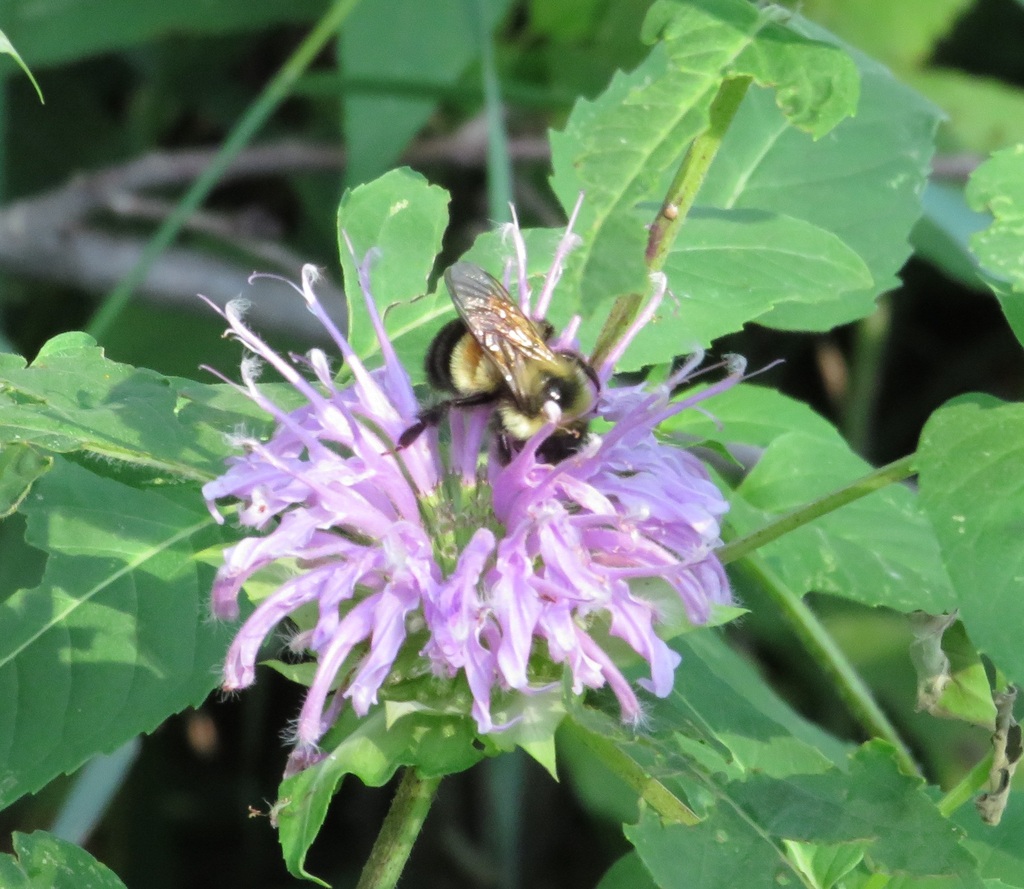 Rusty-patched Bumble Bee in August 2023 by wmct276 · iNaturalist