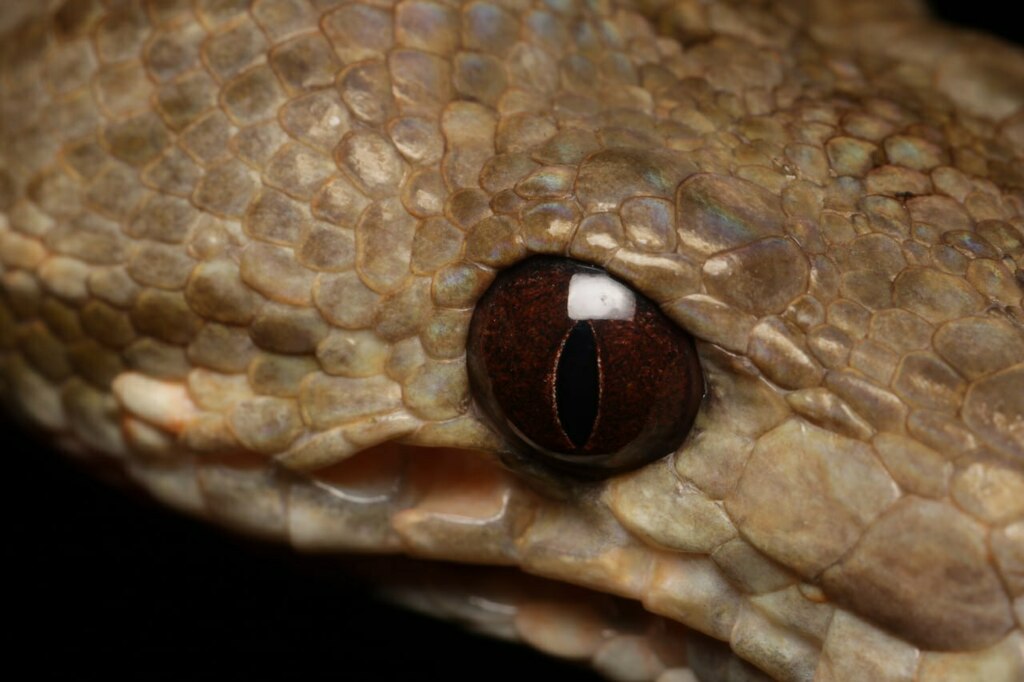 Cook's Tree Boa in March 2023 by Guillaume Tessereau · iNaturalist