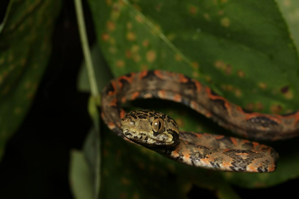 Cook's Tree Boa in March 2023 by Guillaume Tessereau · iNaturalist