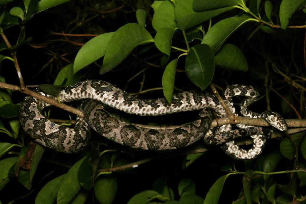 Cook's Tree Boa in March 2023 by Guillaume Tessereau · iNaturalist