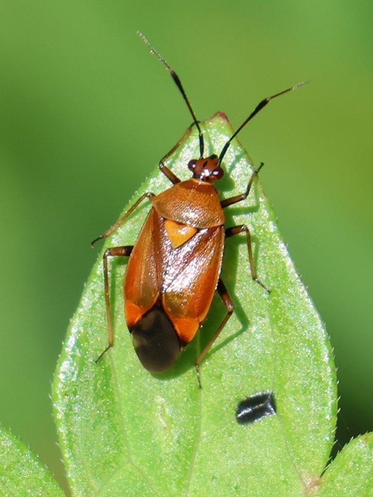 red-spotted plant bug in August 2023 by Adrian Kreft · iNaturalist