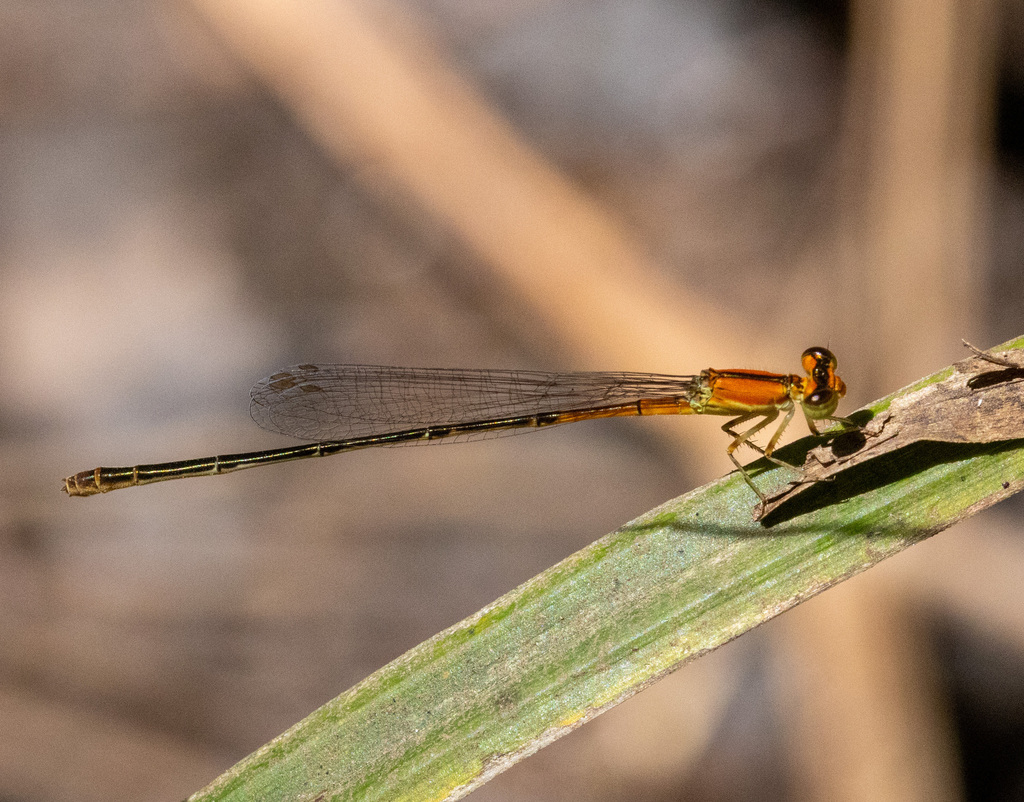Furtive Forktail in July 2023 by Amy Padgett · iNaturalist