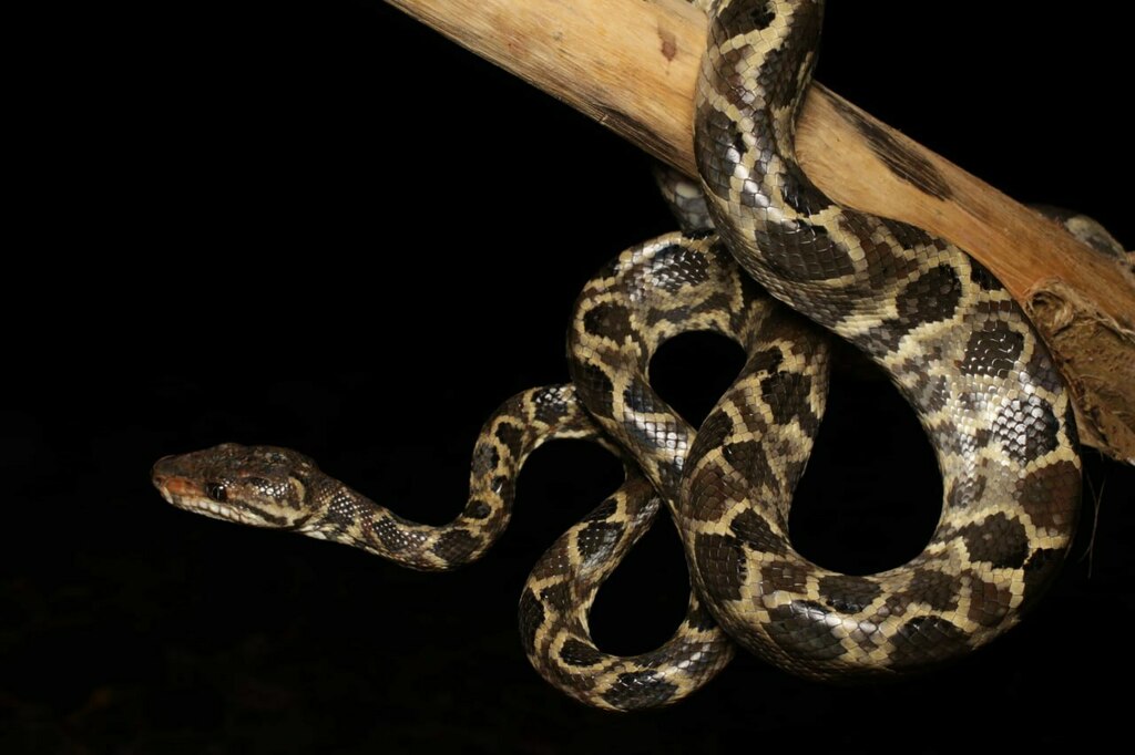 Grenada Bank Boa from Paroisse de St Andrew, Grenade on March 30, 2023 ...