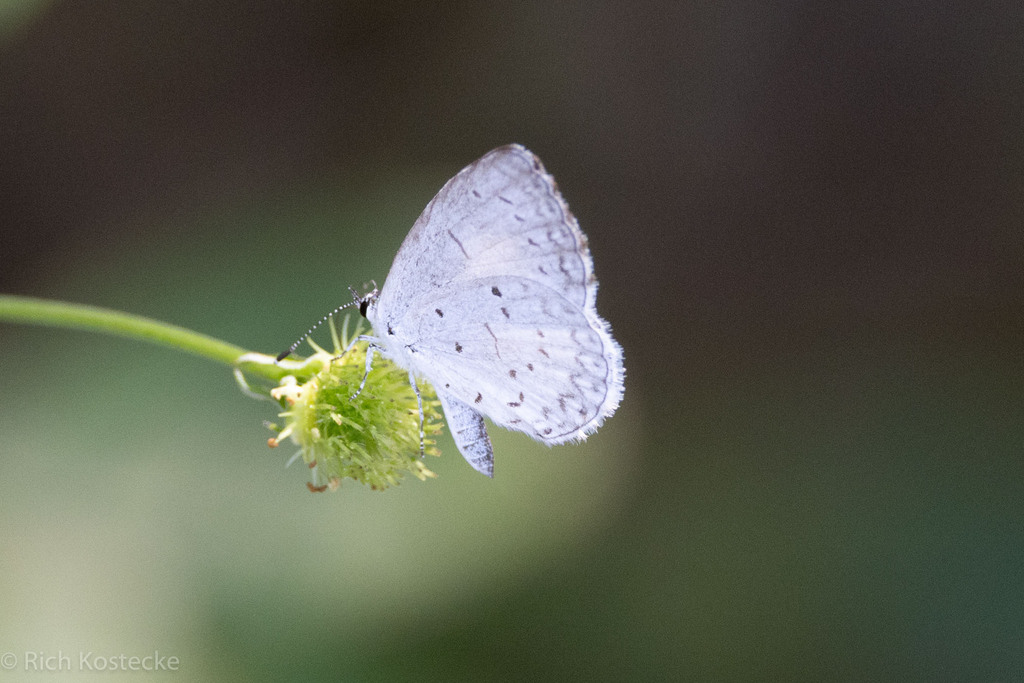 Summer Azure from St Charles County, MO, USA on July 29, 2023 at 02:12 ...