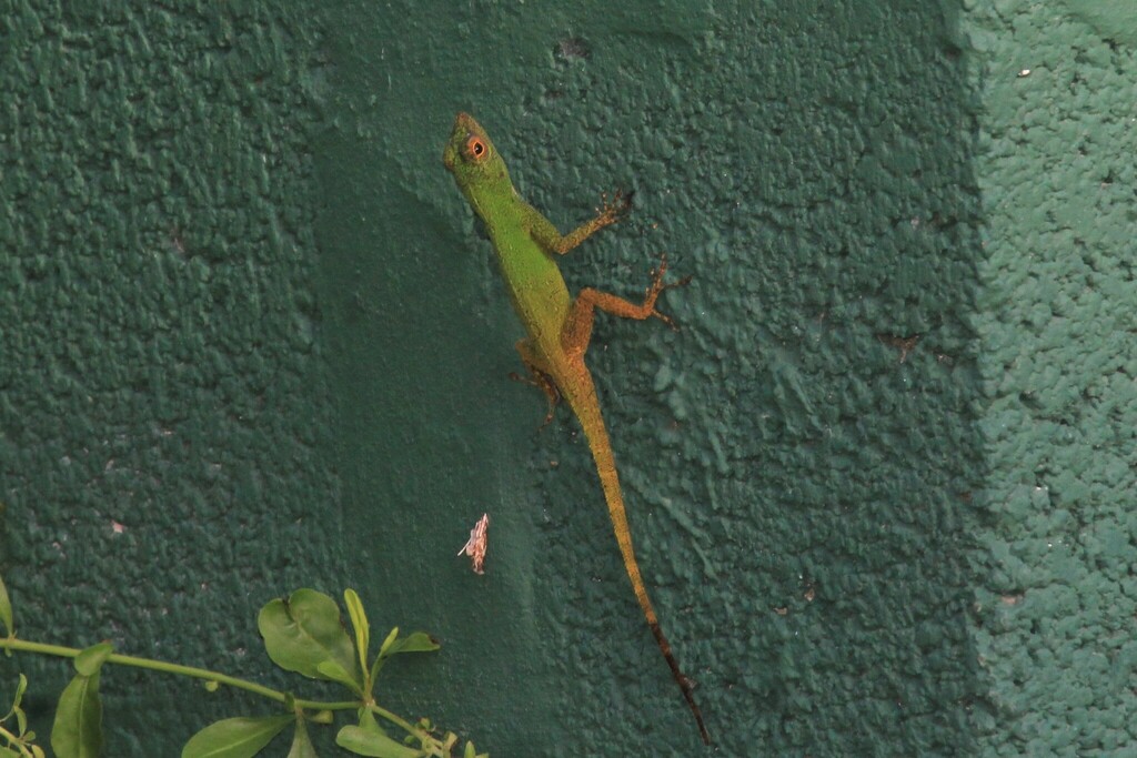 Bark Anole from La Playa, Las Terrenas 32000, Dominican Republic on ...