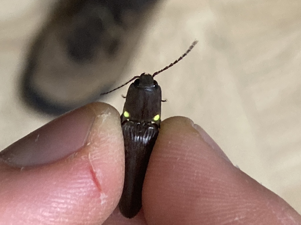 Deilelater physoderus from Dryden, TX, US on July 17, 2023 at 09:51 PM by Rebekkah Leigh LaBlue ...