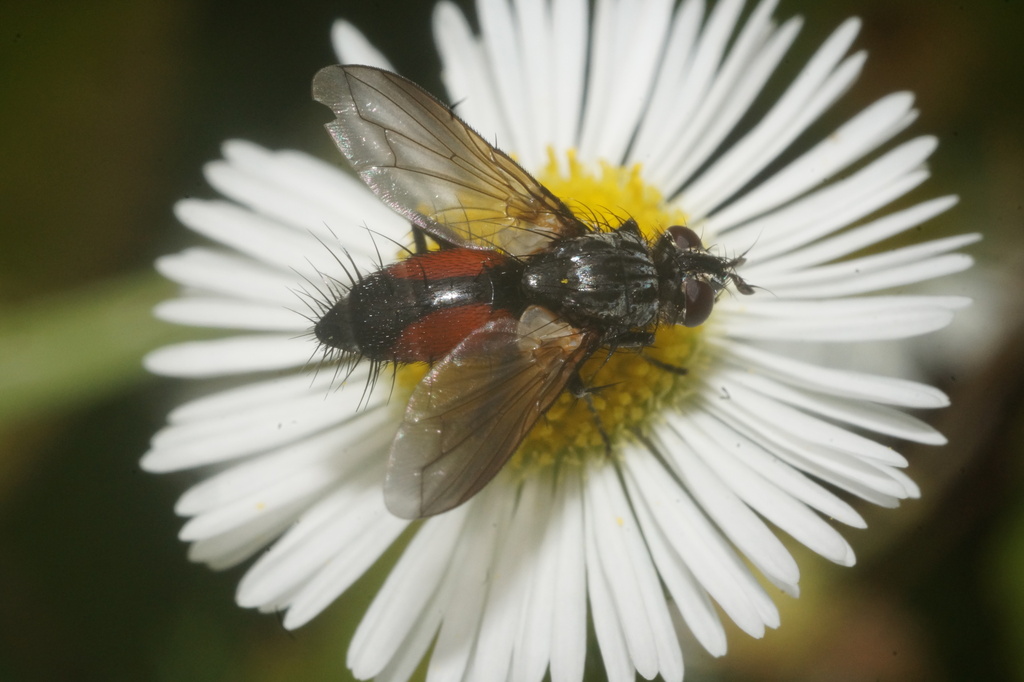 Red Spotted Parasite Fly from Логойский район, Беларусь on August 1 ...