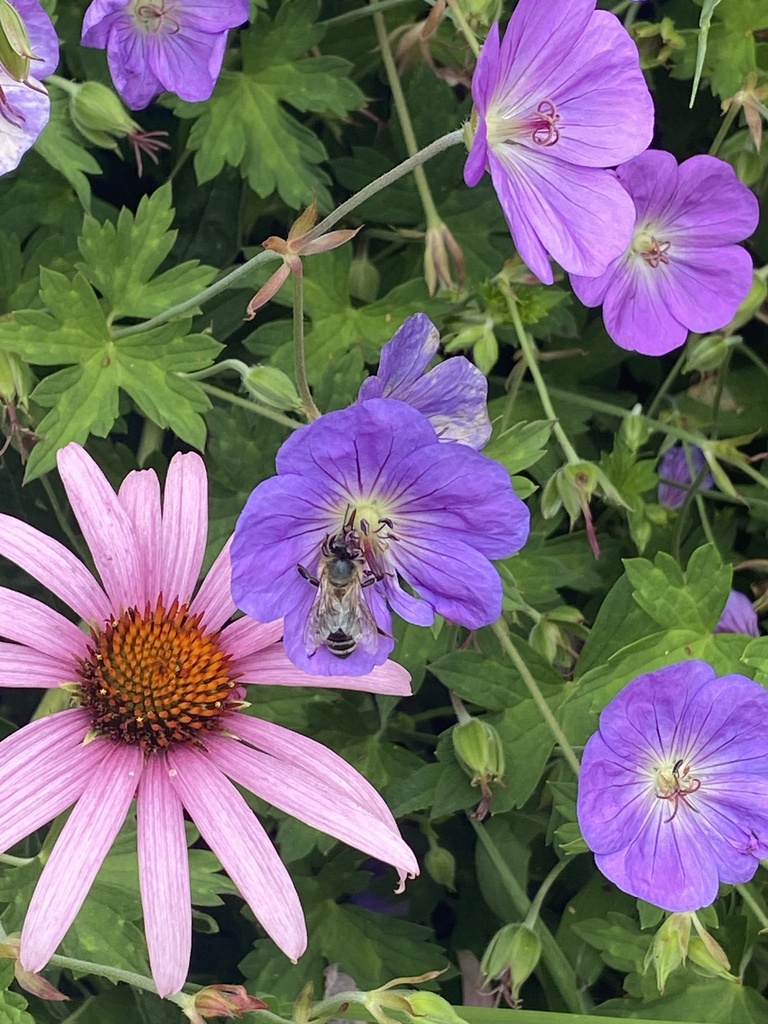 Western Honey Bee from Northeastern Illinois University, Chicago, IL ...