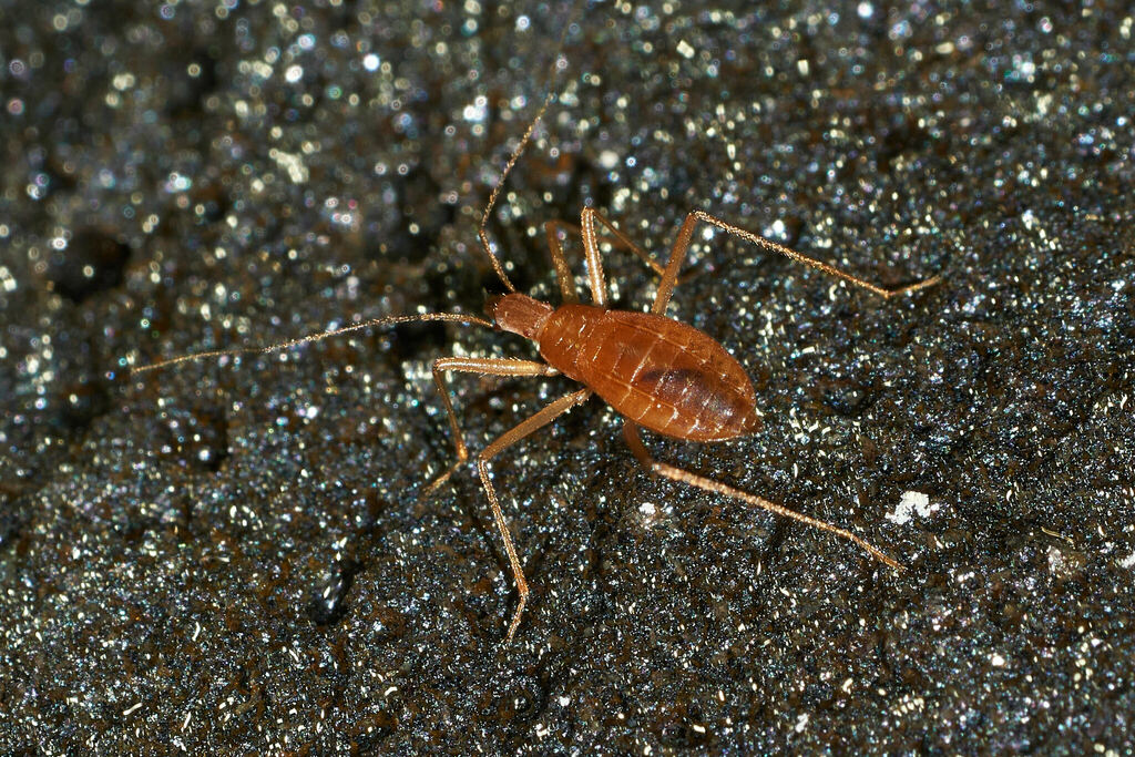 lava tube crawler in July 2023 by Grigory Heaton. Lava tube, several ...