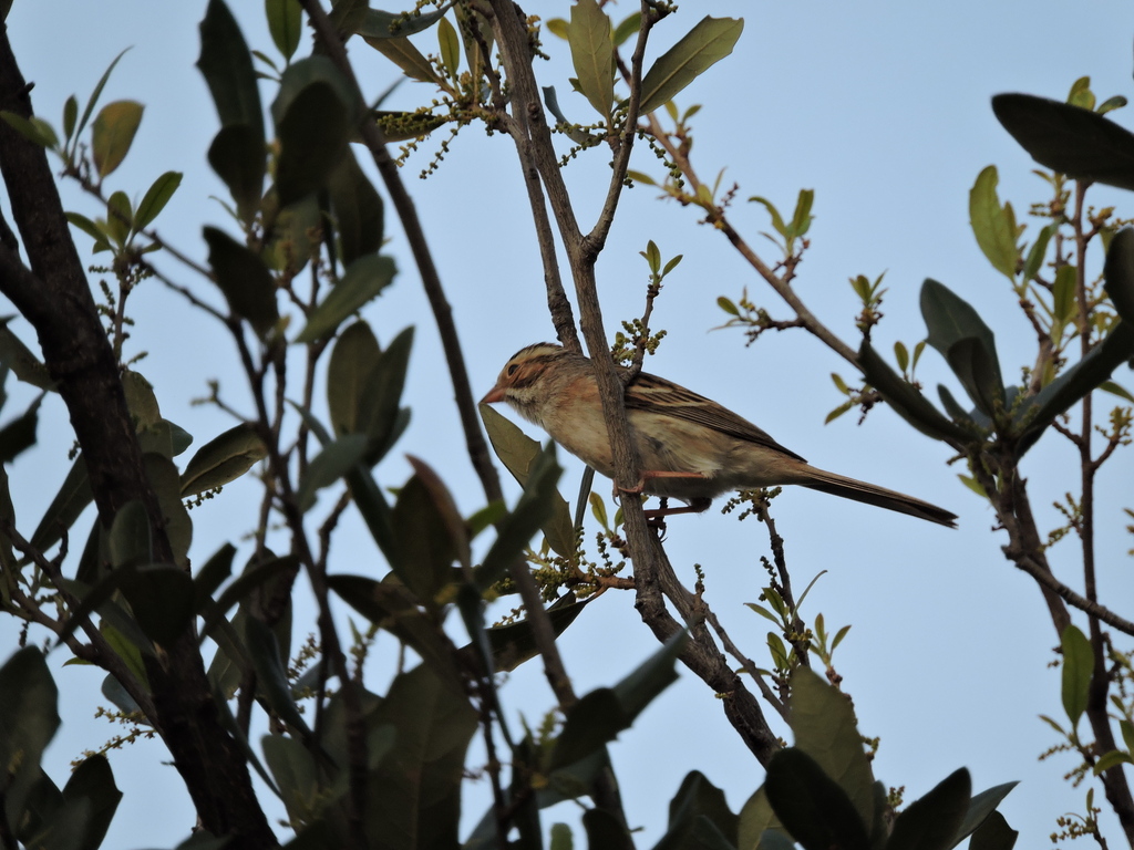 Clay-colored Sparrow in April 2023 by rakshas · iNaturalist