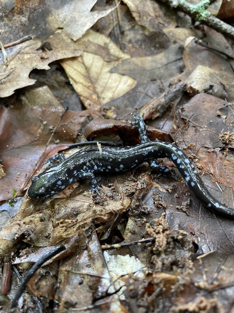 Blue-spotted Salamander in August 2023 by chrgoe4 · iNaturalist