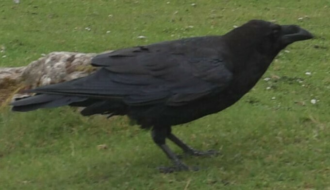 Common Raven from Devon, UK on August 1, 2023 at 05:02 PM by ...