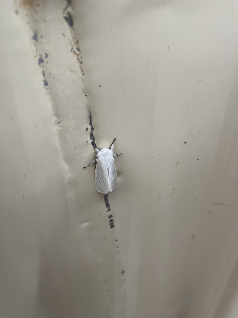 White Satin Moth from Jasper National Park, Jasper, AB, CA on July 22 ...