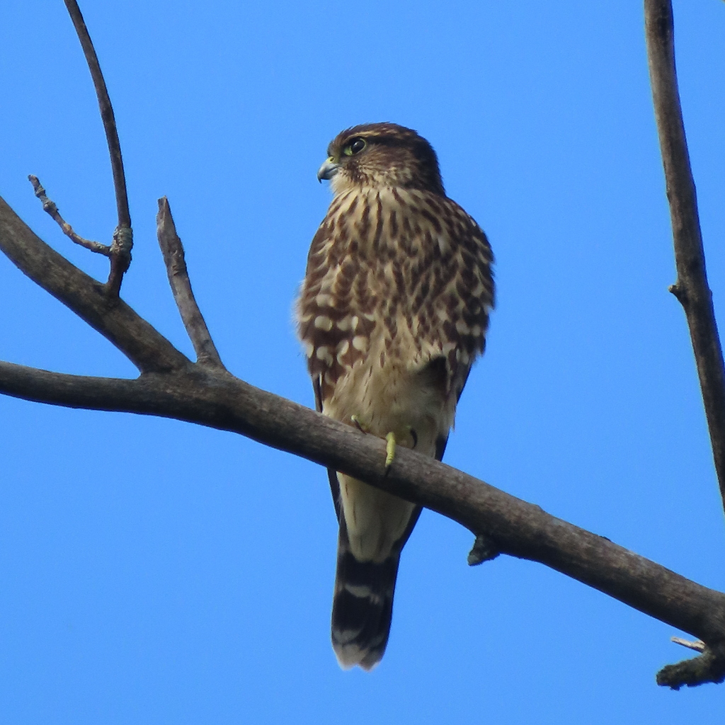 Merlin from Crystal Bay - Lakeview Park - Britannia Village, Ottawa, ON ...