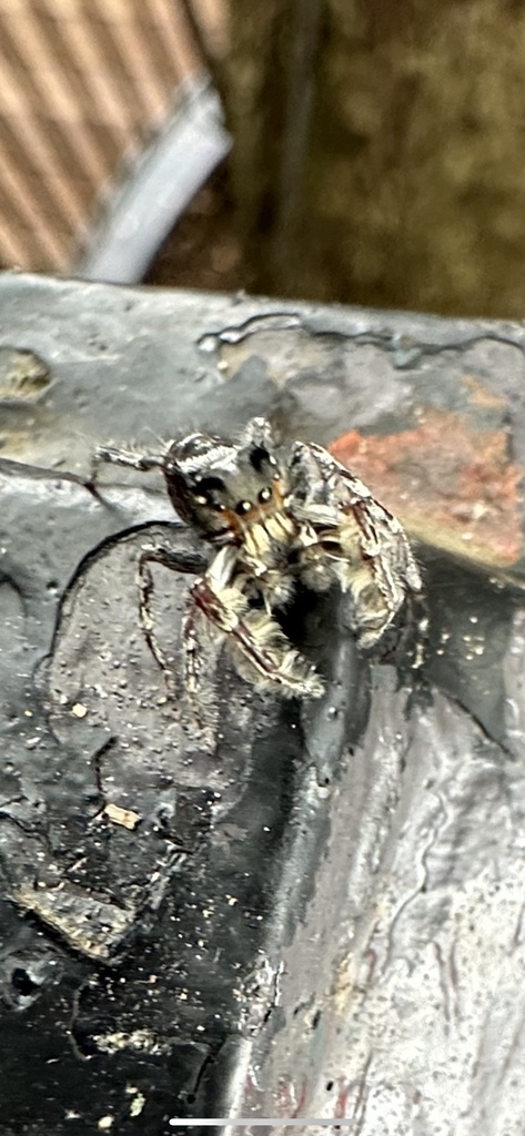 Putnam's Jumping Spider from The Morton Arboretum, Lisle, IL, US on ...