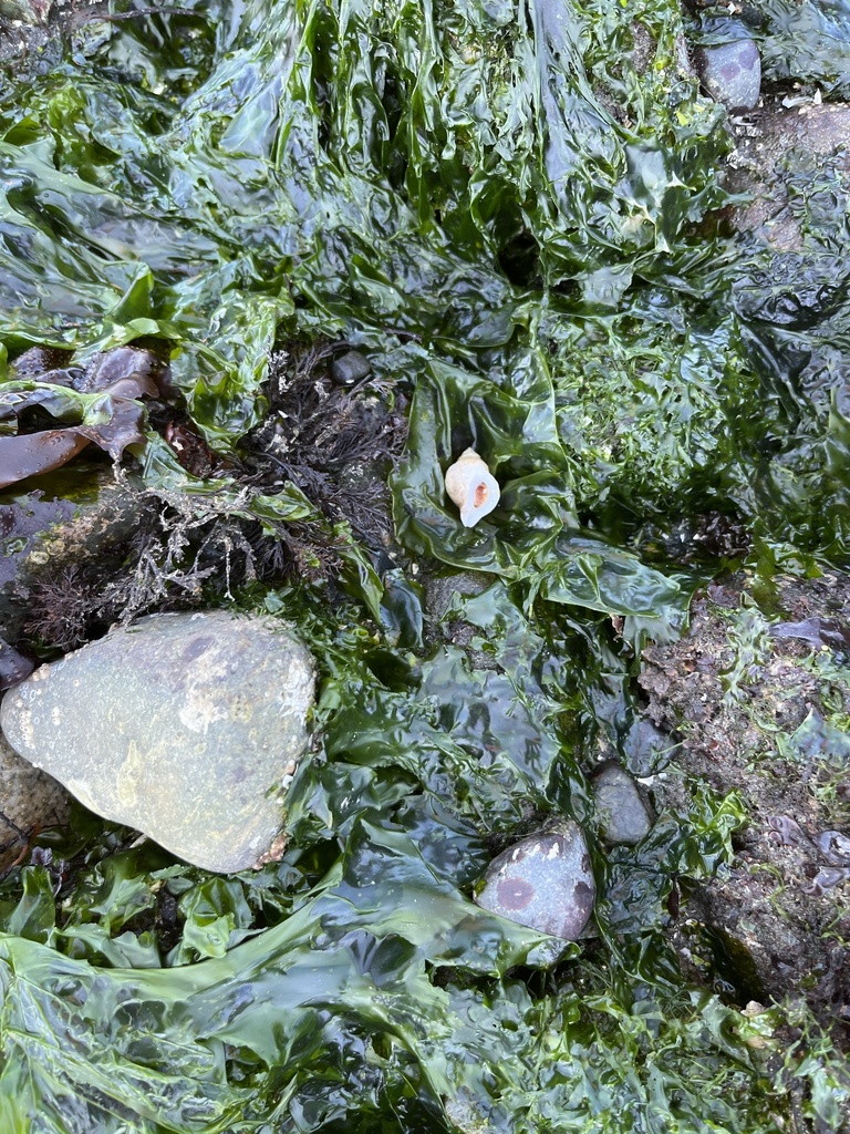 Nucella from NW 192nd Pl, Shoreline, WA, US on August 1, 2023 at 11:11 ...