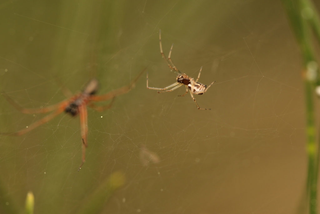 Common sheetweb spider from Israel on March 24, 2023 at 12:34 PM by ...