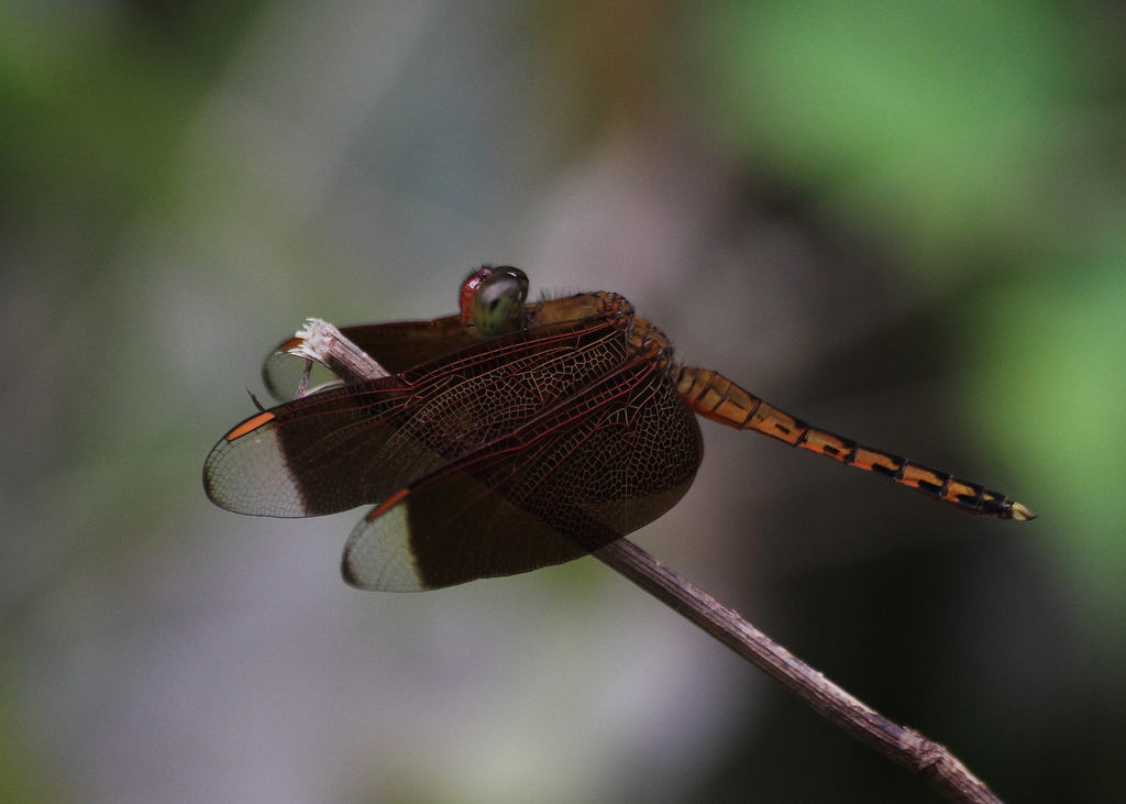 Indonesian Red-winged Dragonfly from sumbawa on January 20, 2017 at 12: ...
