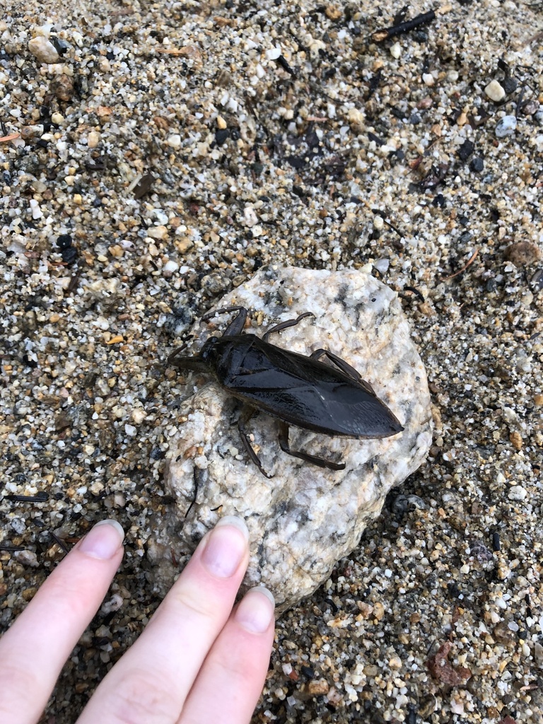 American Giant Water Bug from Slocan Lake, Central Kootenay, BC, CA on ...