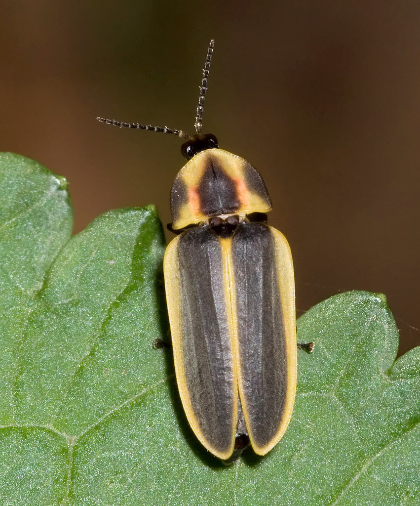 Say's Firefly from Upshur County, WV, USA on June 15, 2011 at 01:58 PM ...