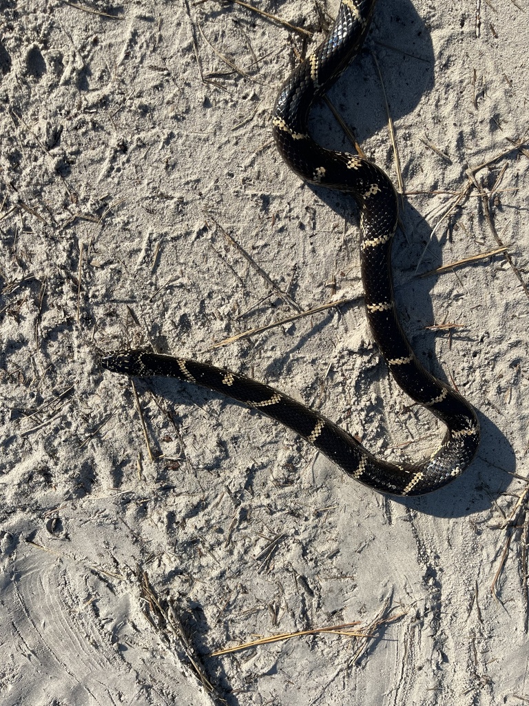 Eastern Kingsnake from Sapelo Island, Sapelo Island, GA, US on August 1 ...