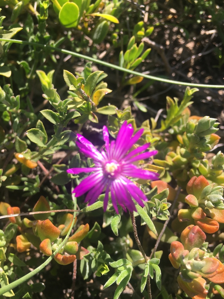Drosanthemum intermedium from Wells Access Road, Gqeberha, EC, ZA on ...