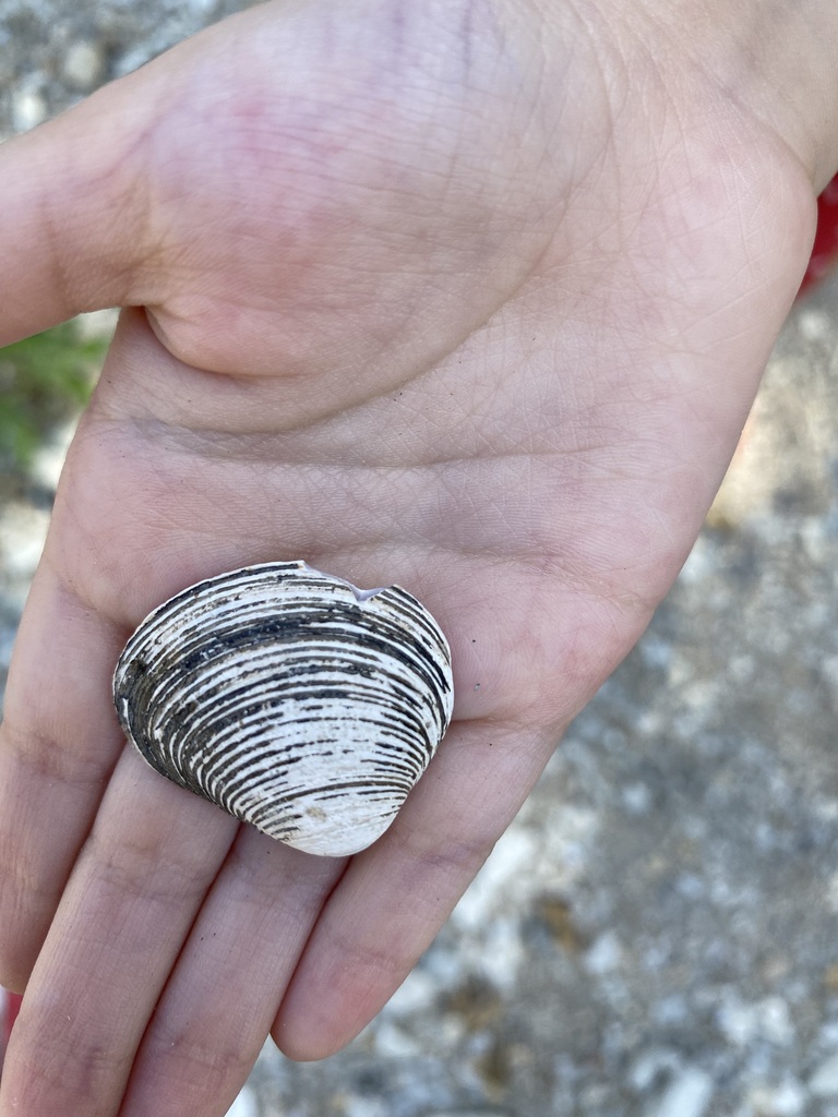 Asian Clam from Richardson, TX, USA on August 1, 2023 at 11:02 AM by A ...