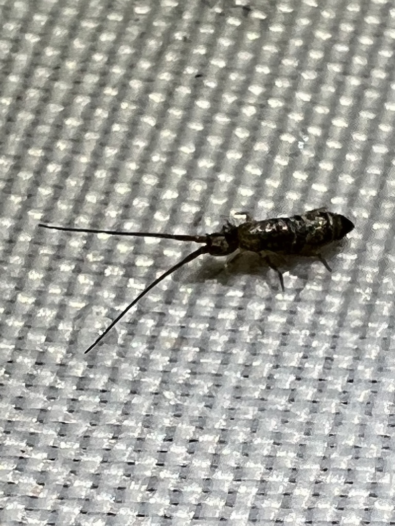 Springtails from Buffalo National River, Compton, AR, US on July 31 ...
