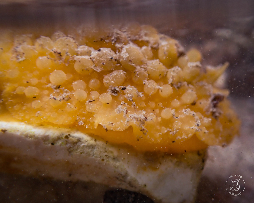 Warty Doris from North Atlantic Ocean, Jersey, GB on 01 August, 2023 at ...