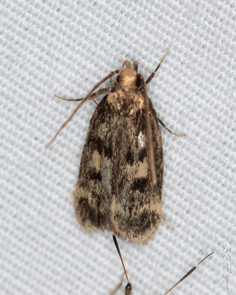 Square-spotted Martyringa Moth from 3343 Humphries Rd, Shelby, NC 28150 ...