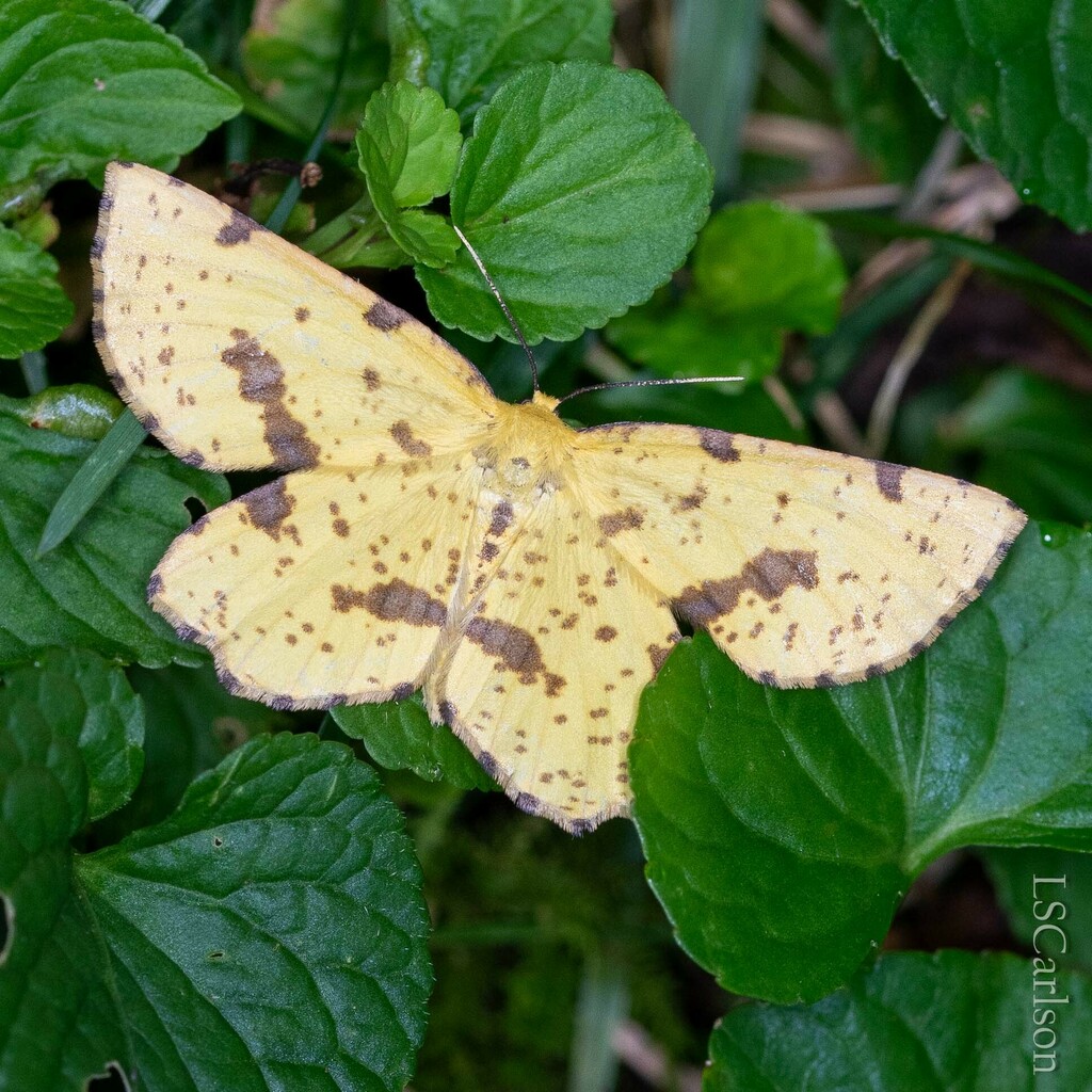 Crocus Geometer Moths from 3343 Humphries Rd, Shelby, NC 28150, USA on ...