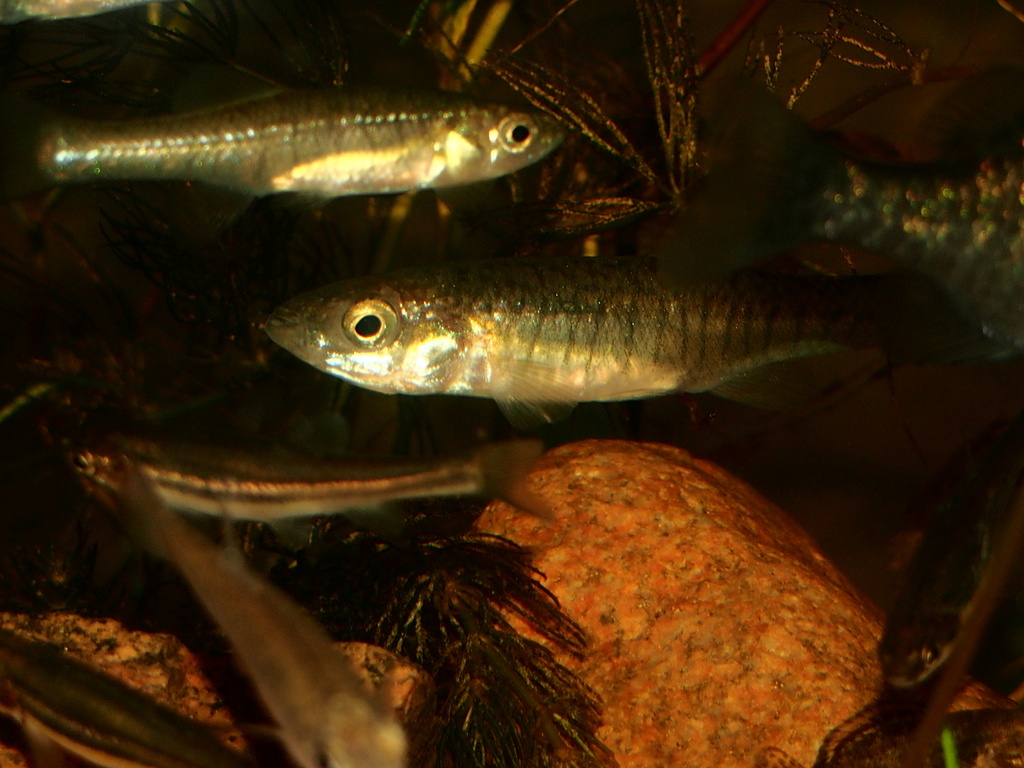 Western Banded Killifish in July 2023 by Ken Potter · iNaturalist