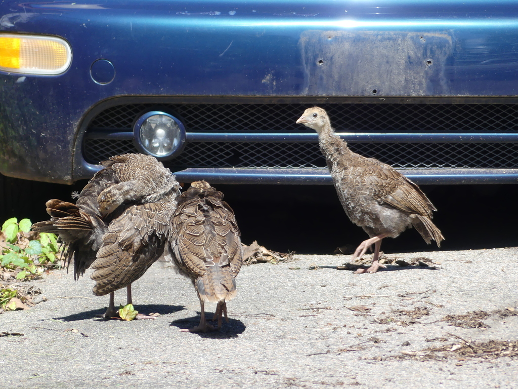 Wild Turkey from Spring Hill, Somerville, MA, USA on August 1, 2023 at ...