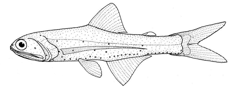 Austral Lanternfish (Lampanyctus australis) - Marine Life Identification