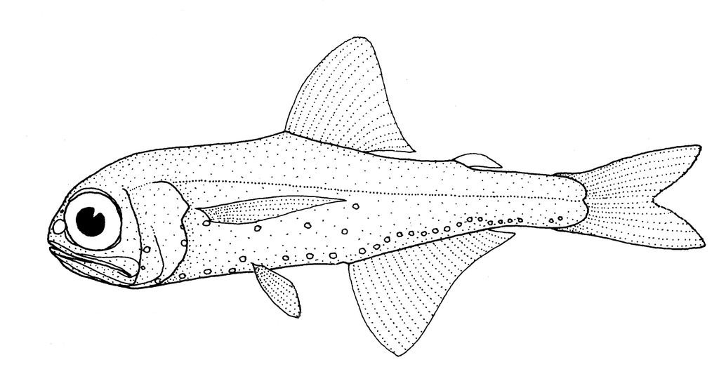 Belted Lanternfish (Electrona paucirastra) - Marine Life Identification