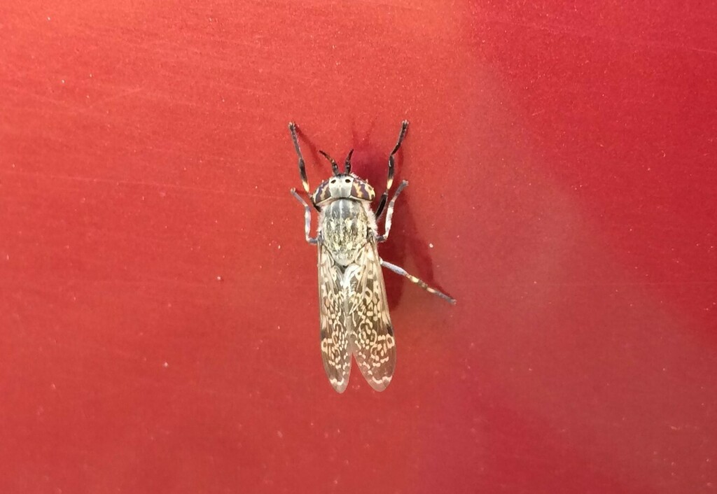 Clegs from Sariai, Švenčionių r. sav., Lietuva on July 20, 2023 at 05: ...