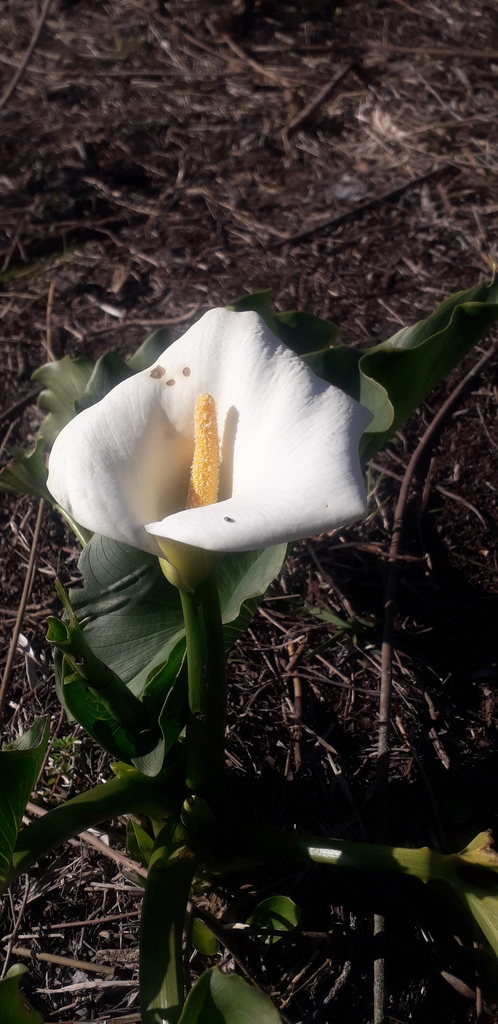 calla lily from University of The Western Cape, Erica Twp, Cape Town ...