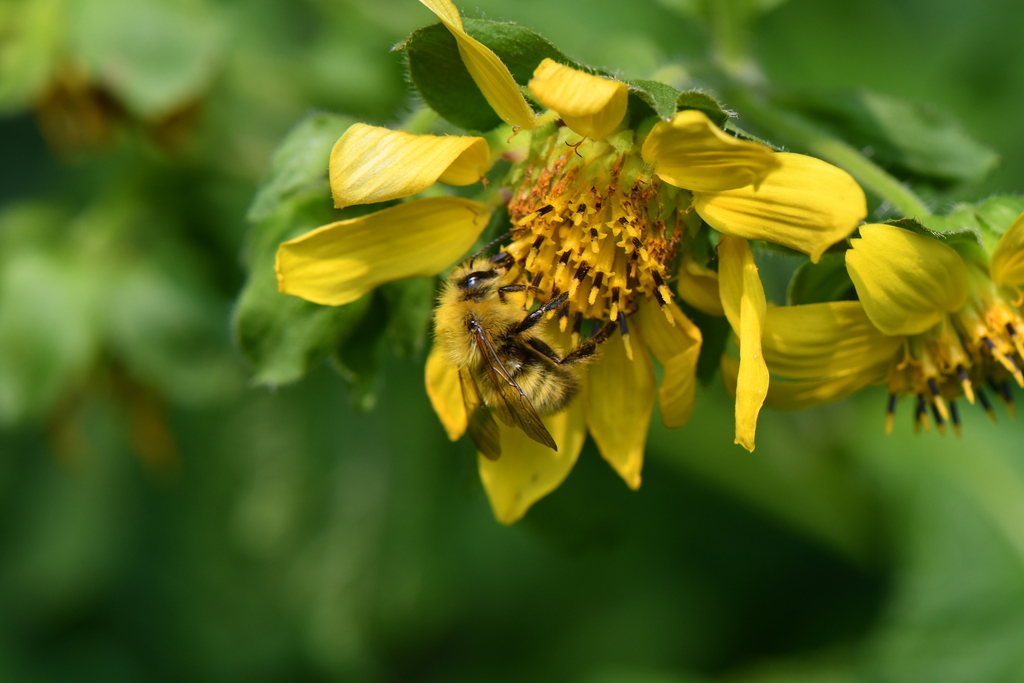 Perplexing Bumble Bee from Randolph County, WV, USA on August 1, 2023 ...
