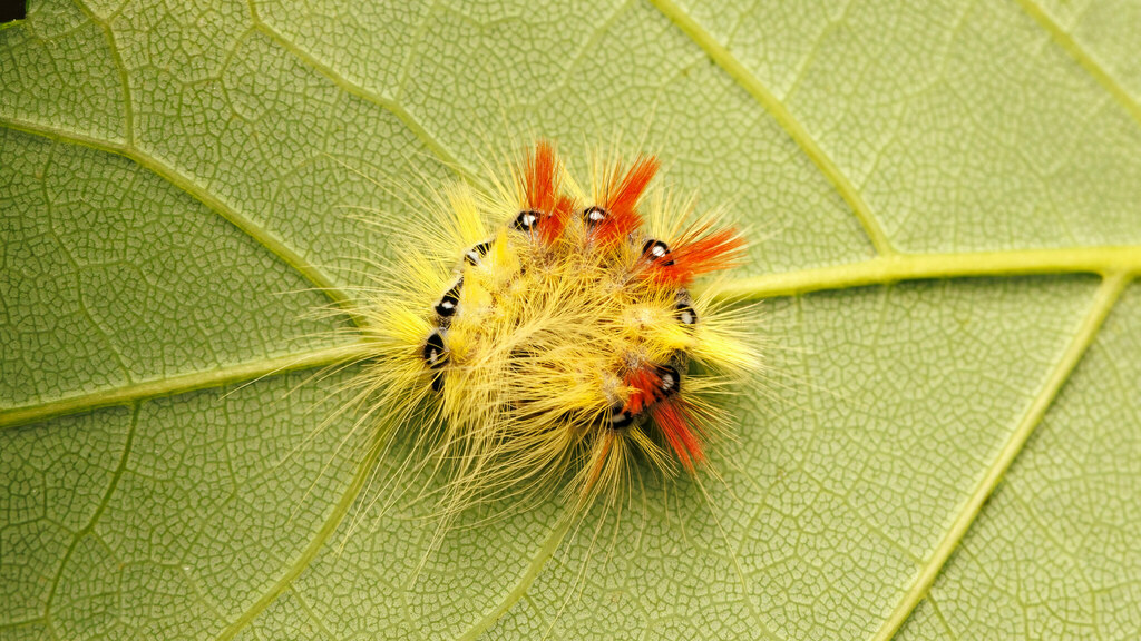Sycamore Moth from Scheibbs, Österreich on July 28, 2023 at 08:03 PM by ...