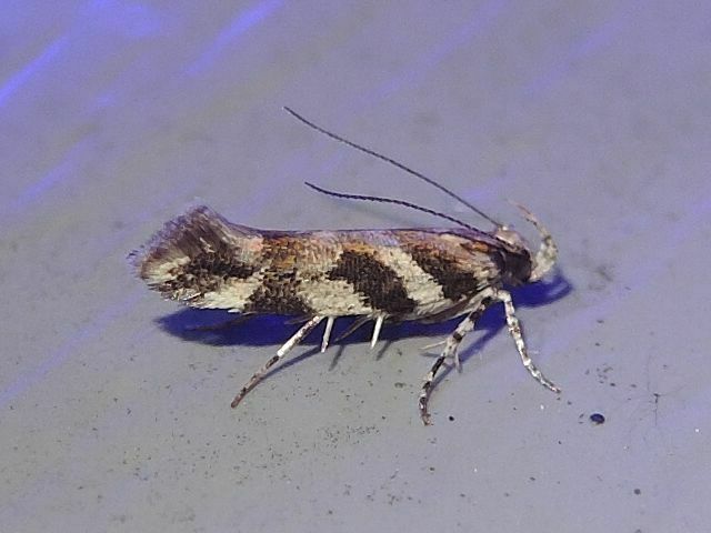 Pink-washed Aristotelia Moth in July 2023 by privatenoaccess. That's ...