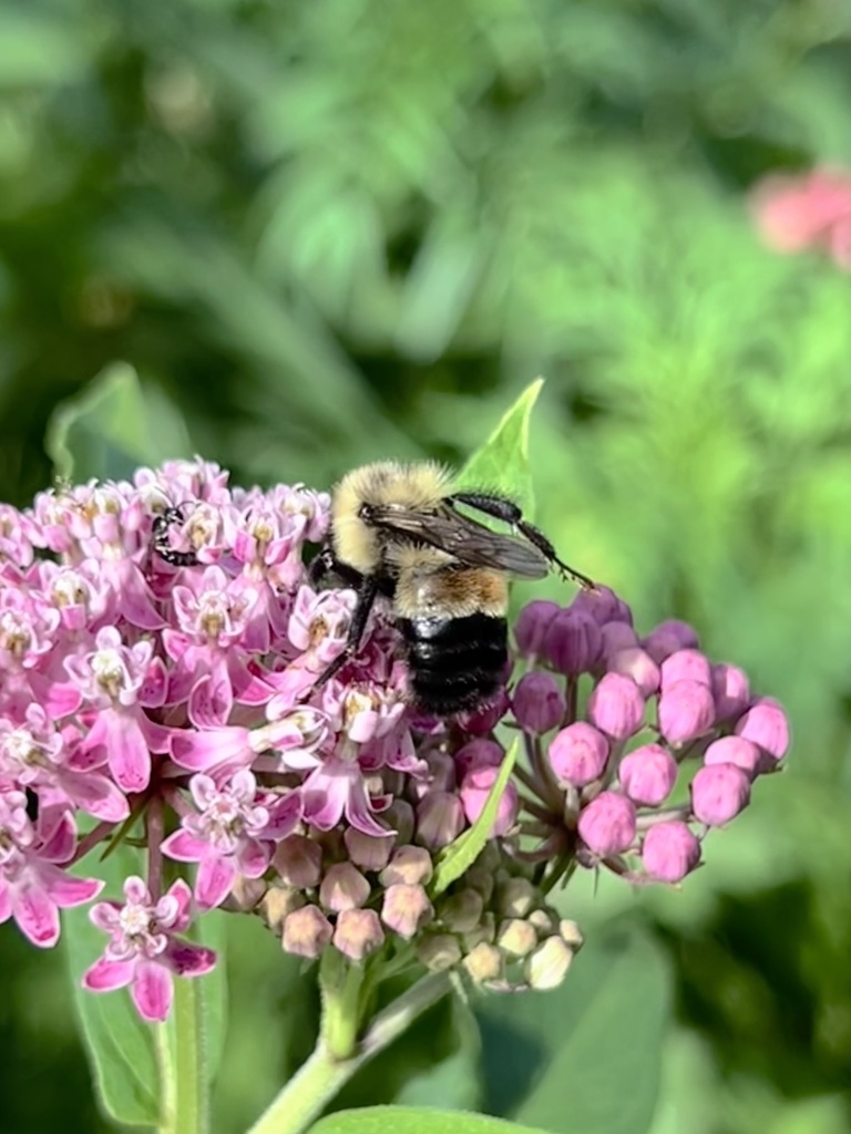 Rusty-patched Bumble Bee in August 2023 by wystiria. Possible rusty ...